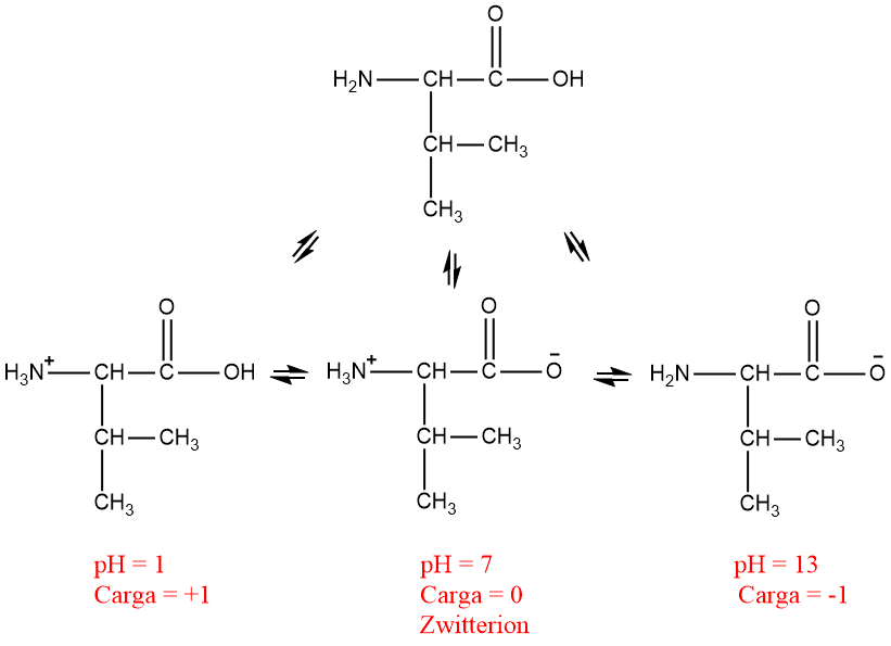 Punto Isoeléctrico de la Valina